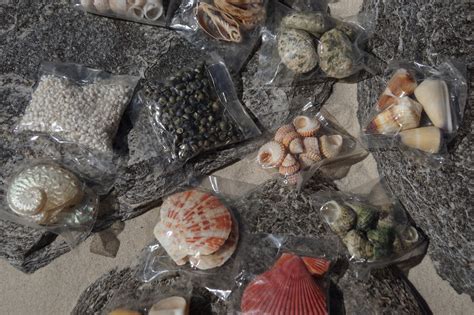 Mini Assorted Shell Packs Buy Shells Online Shell Paradise