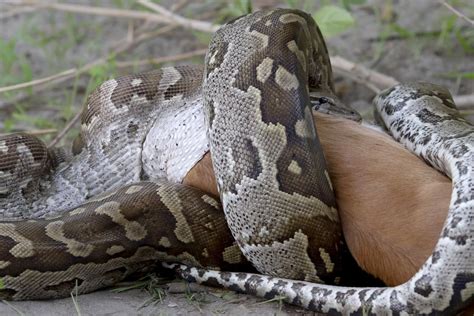 Python Vs Impala Mirror Online