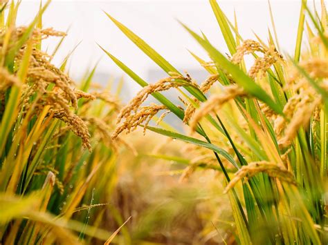 Rice Field Harvest Free Photo On Pixabay Pixabay