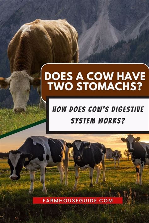 Cows Technically Only Have One Stomach But That One Stomach Contains Four Separate Compartments