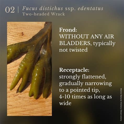 Fucus Spiralis Fucus Visiculosus And Fucus Distichus Ssp Edentatus