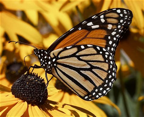 Butterfly Information Facts And New Photos The Wildlife