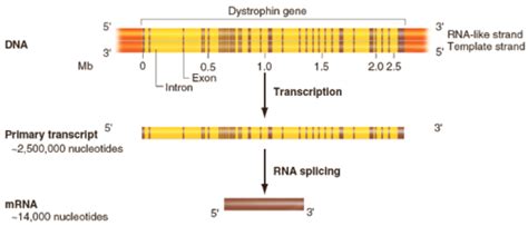 Rna Processing Flashcards Quizlet