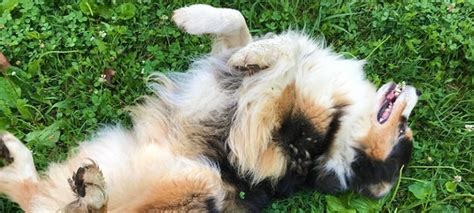 Living Off The Land Health Benefits Of Soil Based Organisms Biostar Us