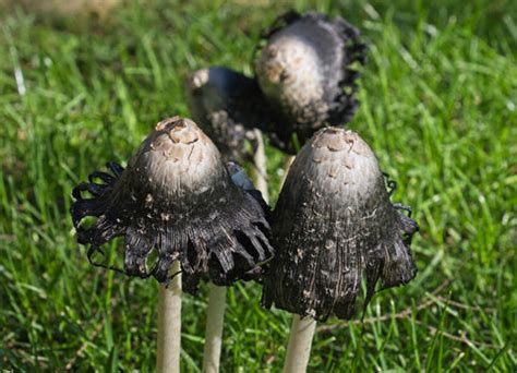 Shaggy Mane Mushroom Guide Identification Foraging And Lifecycle