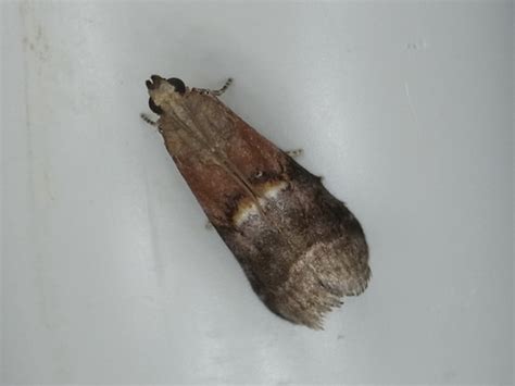 Acrobasis Bellulella