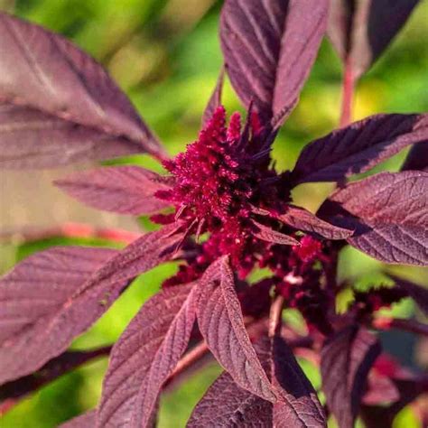 Amaranth Red Garnet Local Seeds