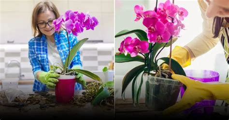 Как правильно ухаживать зимой за орхидеями Domdaily