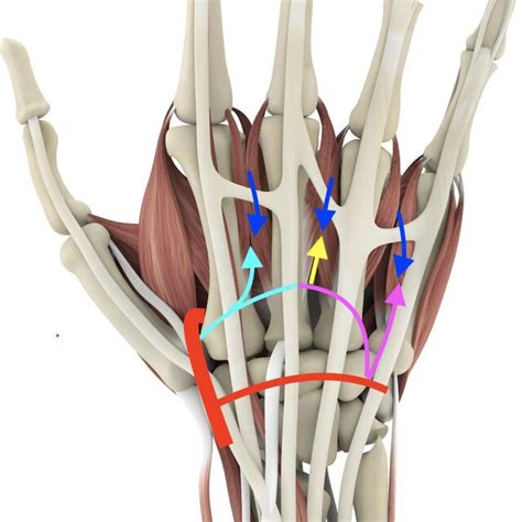 Schematic Of The Dorsal Perforating Artery Of The Hand Radial Artery