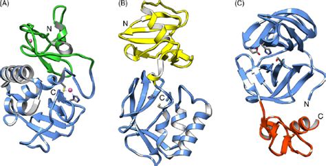 Ribbon Diagrams Of The Crystal Structures Of Prrsv Nsp1 ␣ A Pdb Download Scientific Diagram