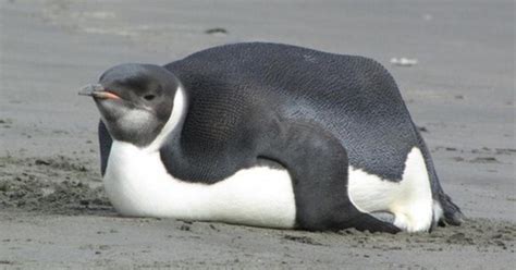 Ngải Heo Không Chừa Một Ai Chú Chim Cánh Cụt ăn Quá Nhiều đến Nỗi