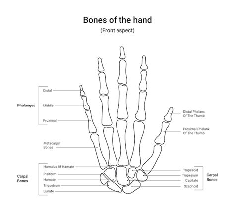 Metacarpal Bones Vectors And Illustrations For Free Download Freepik