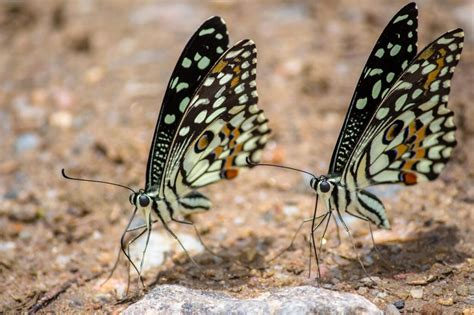 Biology Science Of Jq