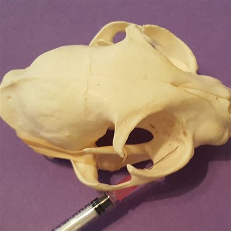 Caudal Approach To The Maxillary Nerve Block On A Cat Skull Download