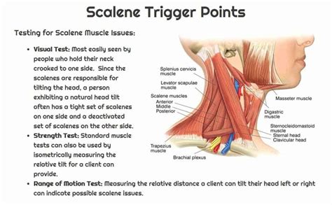 Scalene Exercises And Stretches Crossfit Sand And Steel