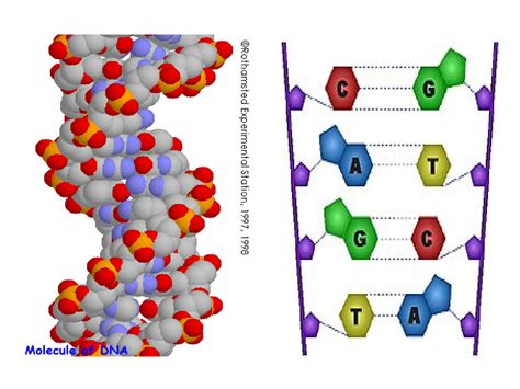 Plant Molecular Systematics Phylogenetics Ppt