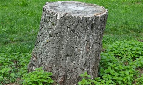 8 Best Stump Killers 2024 Bestofmachinery