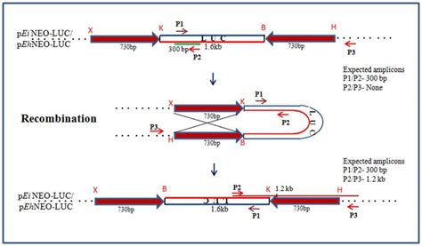 The Inverted Repeat Substrate A 730 Bp Segment Was Cloned In Opposite Download Scientific
