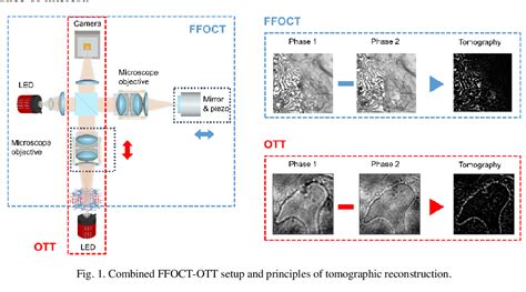 Figure 3 From Comparative Analysis Of Full Field Oct And Optical Transmission Tomography