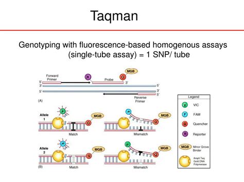 ppt overview of snp genotyping debbie nickerson department of genome sciences university of