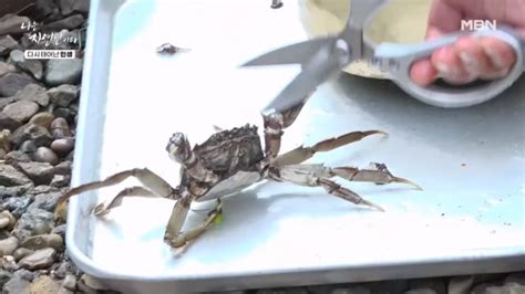 참게 민물새우 각종 재료가 듬뿍 들어간 고급 라면 레시피 Mbn 231108 방송 네이버 Tv