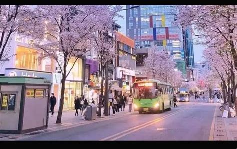 Korean Pepar කොරියන් පෙපර්