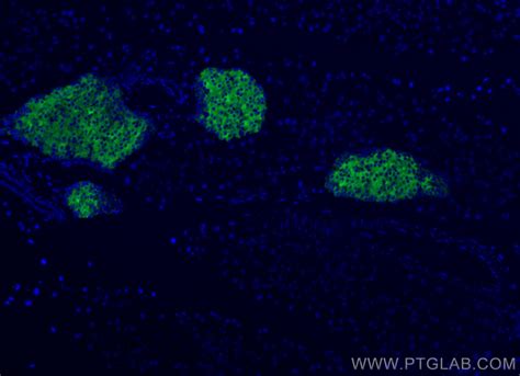 Synaptophysin Antibody CL Proteintech