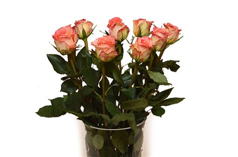 Роза Дуэт (Duet)