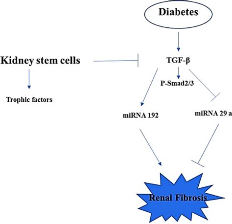 A Model For The Role Of Tgf βsmad2 And Smad3 Signaling In Diabetic