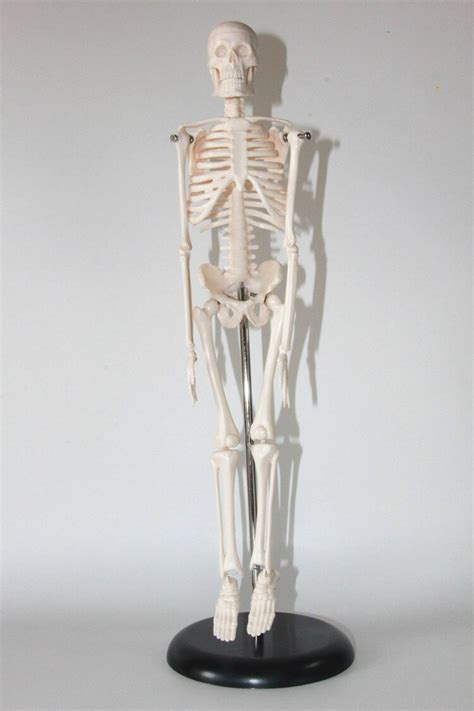 Fexible 45cm Humans Skeleton Model Assembled Anato Grandado