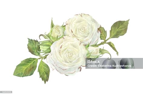 잎 구성과 흰 장미입니다 수채화 그림입니다 흰색 배경에 격리되어 있습니다 스티커 요리 인사말 카드 문구 화장품 향수 포장 청첩장 디자인 개화기에 대한 스톡 벡터 아트 및