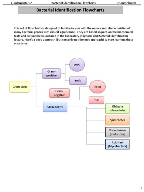 Bacterial Id Flowchart Pdf Streptococcus Staphylococcus
