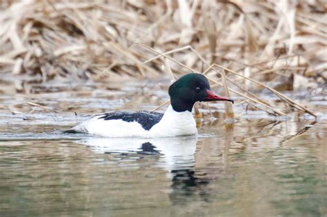 カワアイサ ひがし北海道の野鳥図鑑 BIRD LAND ひがし北海道 釧路 バードウォッチング パラダイスひがし北海道 くしろ