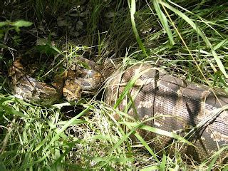 Ophidiophilia Man Eating Snakes