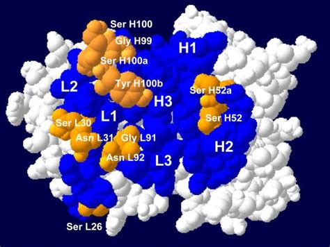 In Vitro Antibody Affinity Maturation Targeting Germline Hotspots Abstract Europe Pmc
