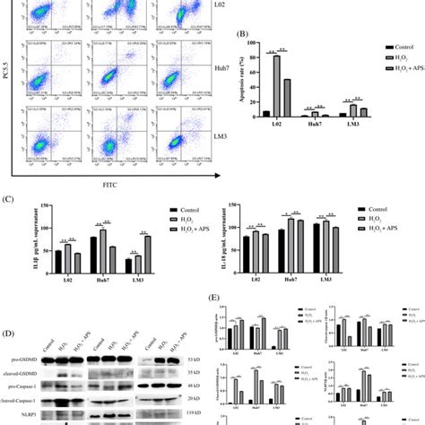 Schematic Showing How Astragalus Polysaccharide Alleviates Hepatocyte Download Scientific
