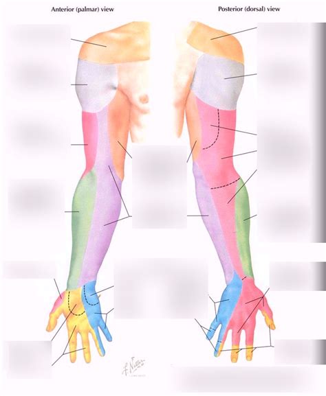 Diagram Of Upper Limb Nerves Quizlet