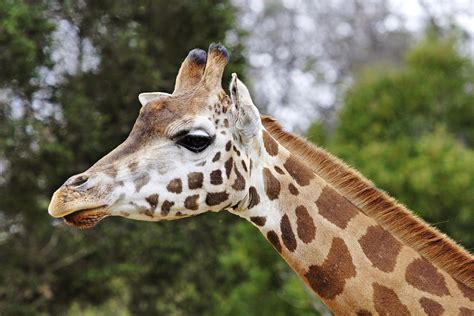 Curiosidades Y Fotos De Animales Jirafa