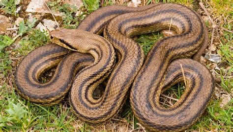 15 Types Of Snakes That Live In Croatia Id Guide Bird Watching Hq