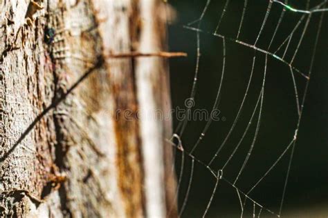 Spider Web Threads Insect Predator Weave Pattern Hanging On Tree Stock Image Image Of Black
