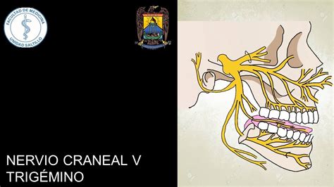 Nervio TrigÉmino Nervio Craneal V Youtube