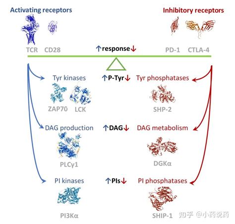 T细胞中的免疫检查点受体信号通路 知乎