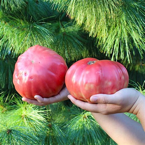 Ah Scorpii Illimán Garden