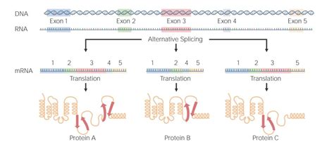 Post Transcriptional Modifications Rna Processing Concise Medical