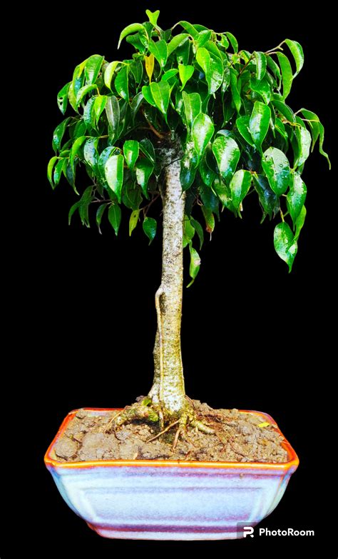 Ficus Benjamina Bonsai Buy Bonsai Delhi Ncr