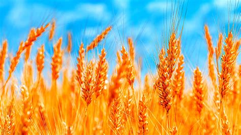 Колоски фон картинки та фото 53 шт