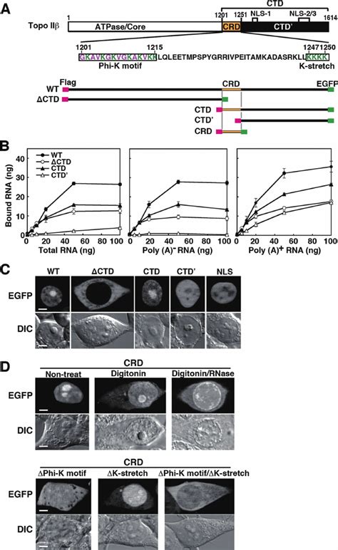 Rna Binding Ability And Cellular Localization Of Topo Ii