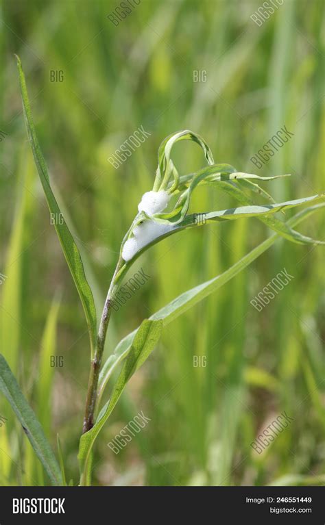 Spittle Bug Foam On Image And Photo Free Trial Bigstock
