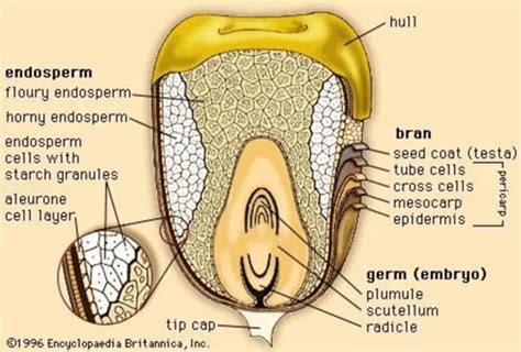 Is Corn Low Fodmap Fodmap Everyday