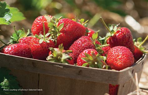How To Grow Strawberries Garden Gate